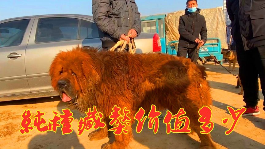 200斤纯种藏獒价值几十万,如今沦落农村狗市,看现在值多少钱