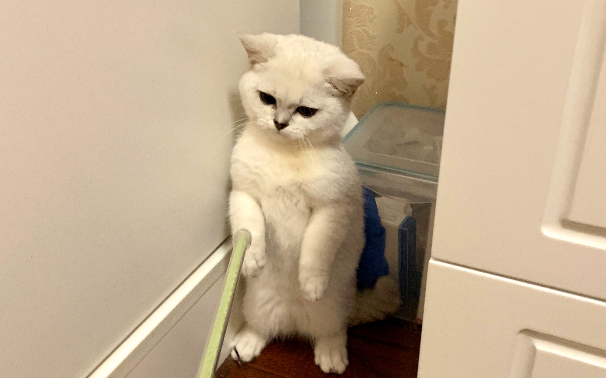 「日常更新」当家里的猫主子尿床了怎么办?当然是选择暴揍一顿啊!又...