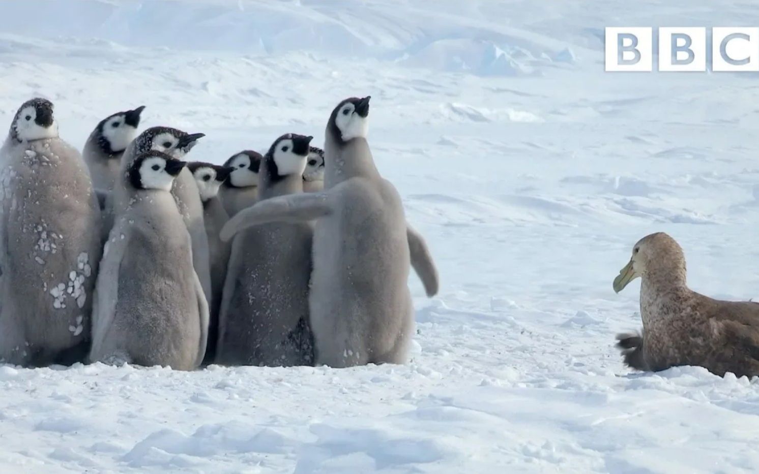 【BBC】企鹅宝宝对阵巨鹱鸟