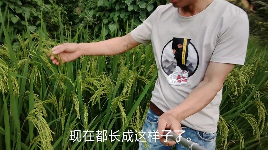 水稻的生长周期感觉好快啊!