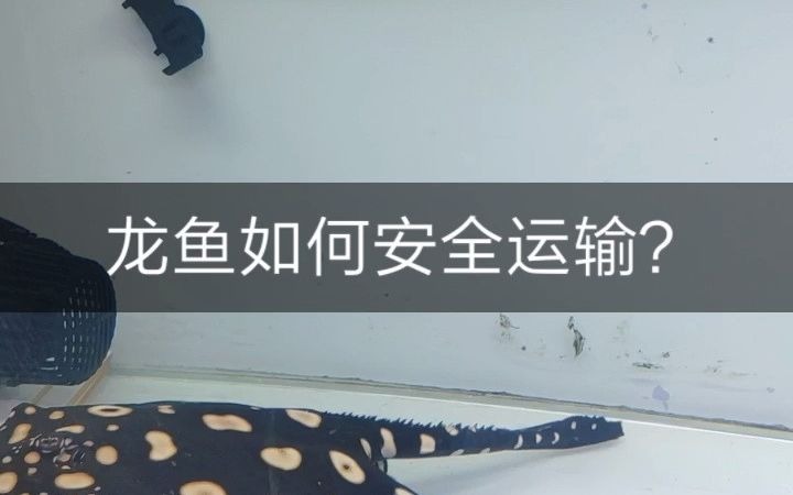 龙鱼如何安全运输
