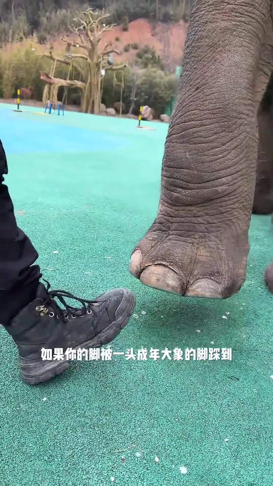 大象踩到你会有什么结果