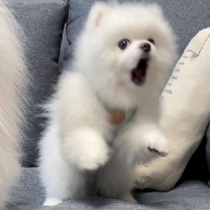 麦芽555666 