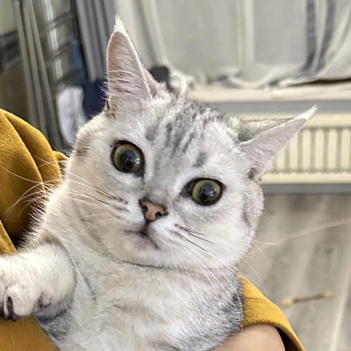 sillycats_ 