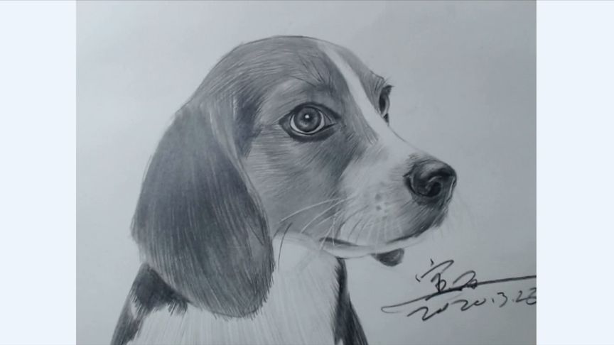 用素描线条画动物毛发,原来学会这个技巧画素描这么简单