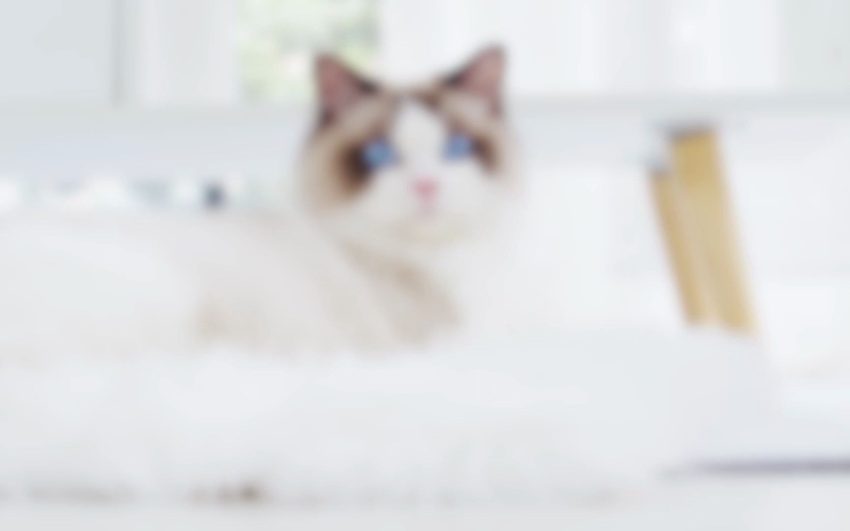 petwant派旺宠物用品智能喂食器甜甜圈猫咪狗狗定时定量可放置冻干...