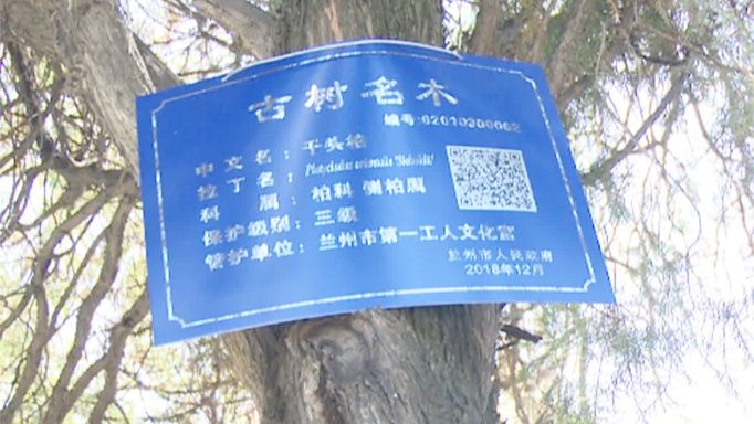 兰州:445株古树名木有了新“身份证”