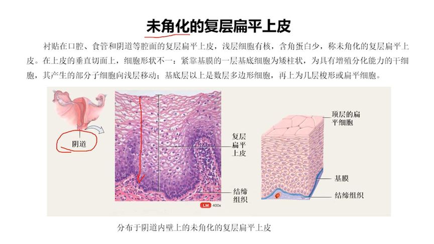 人体体内的微观世界:1.6 复层被覆上皮(1)