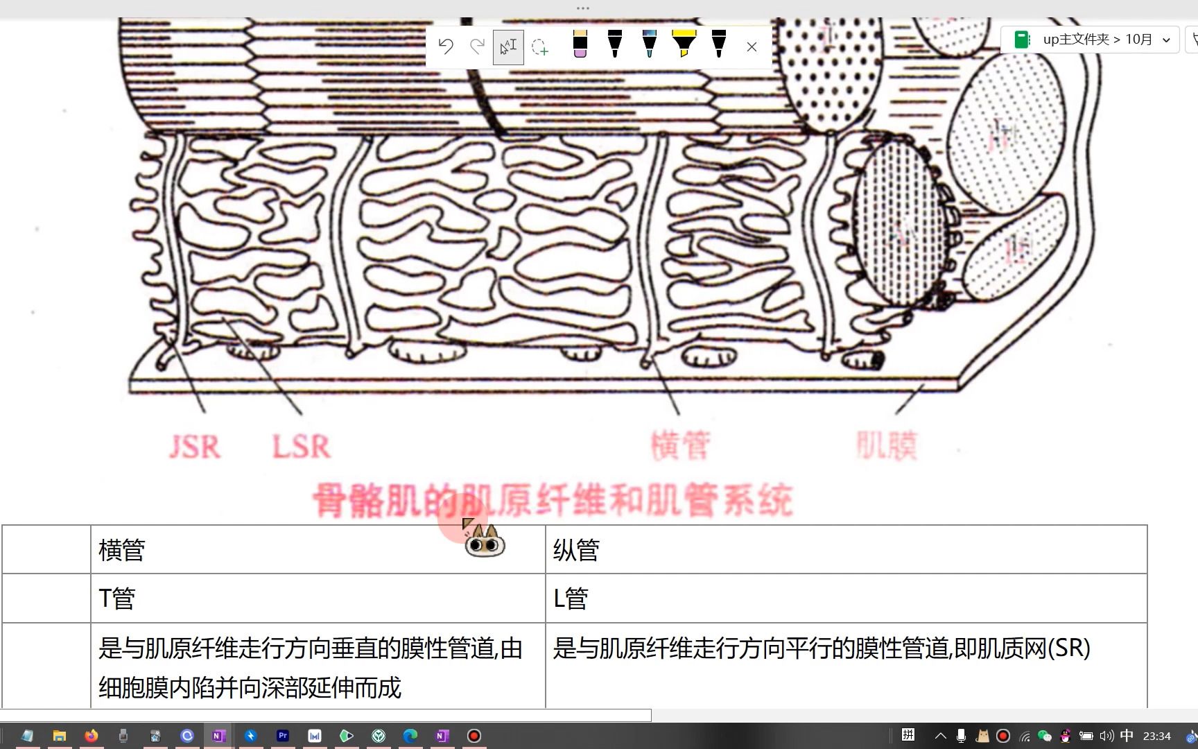 骨骼肌横管和纵管