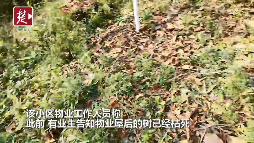 物业请人砍伐小区树木,业主痛心称事先不知情