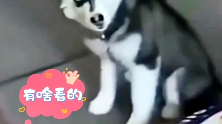 我要看动画片,如果狗狗会说话!