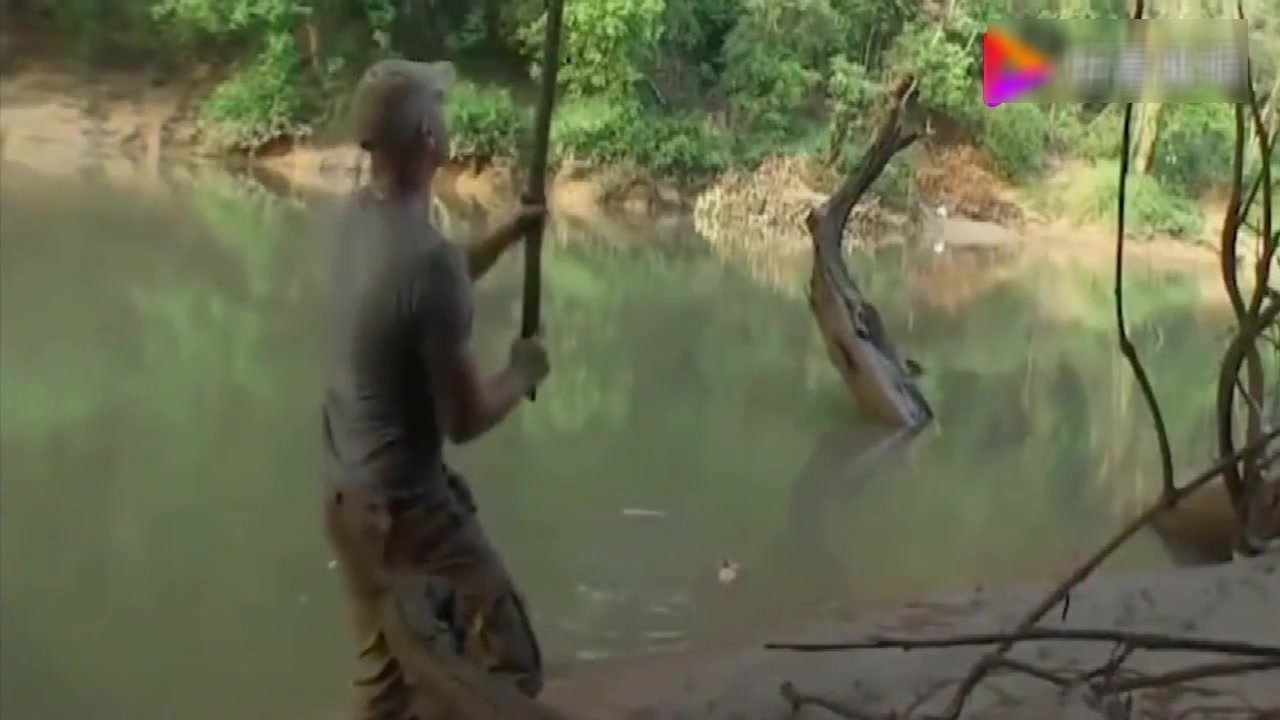 荒野求生:德爷饿得发昏,看到树上的超大无花果,他忍.