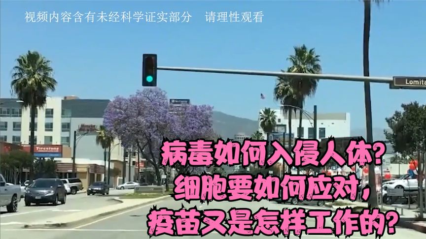 病毒如何入侵人体?细胞要如何应对,疫苗又是怎样工作的?
