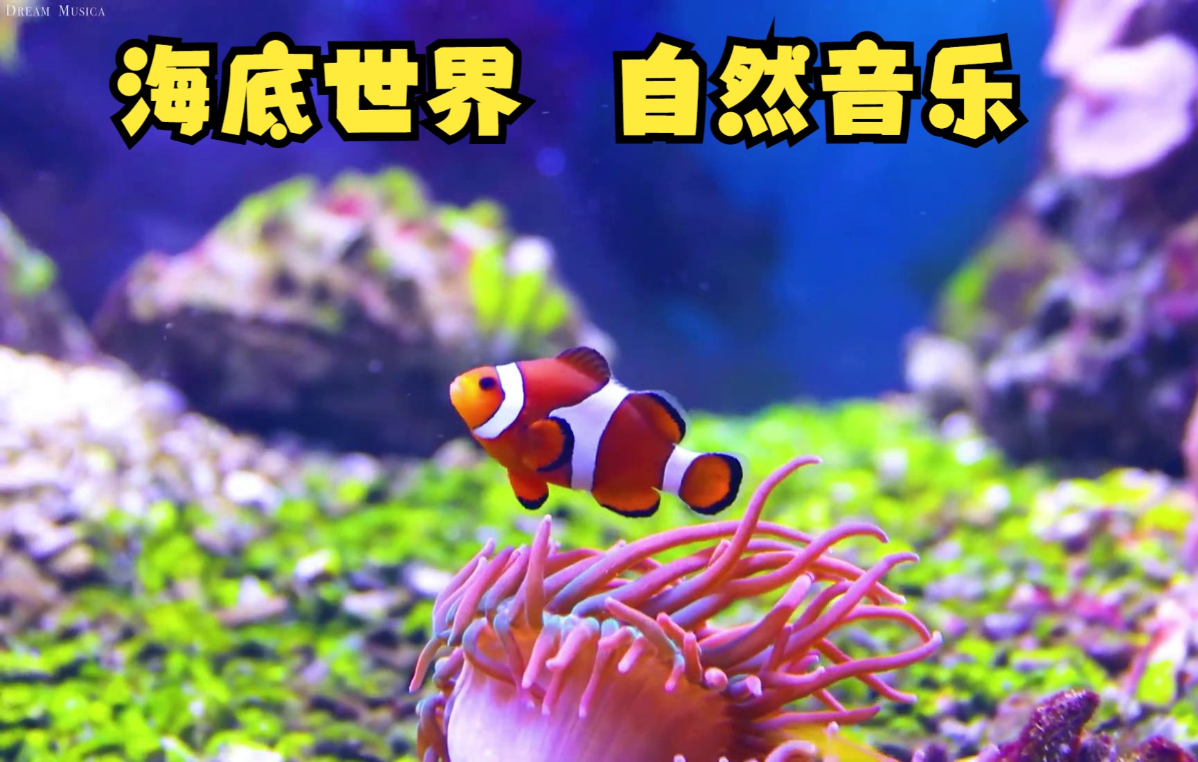 【海底世界 自然音乐】舒缓的放松音乐,深度释放压力,奇妙的海底动物