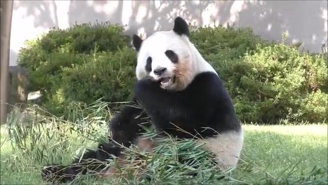 日本动物园的大熊猫,生活美滋滋