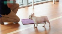 5个月的柯基犬大小便 狗怎么训练才听懂人话 训练狗不乱吃东西