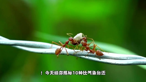 十种动物预兆下雨