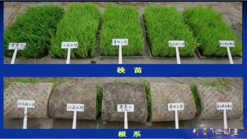【视频课堂】水稻机插秧育秧技术