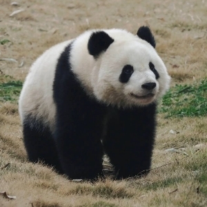 漂流的山羊 