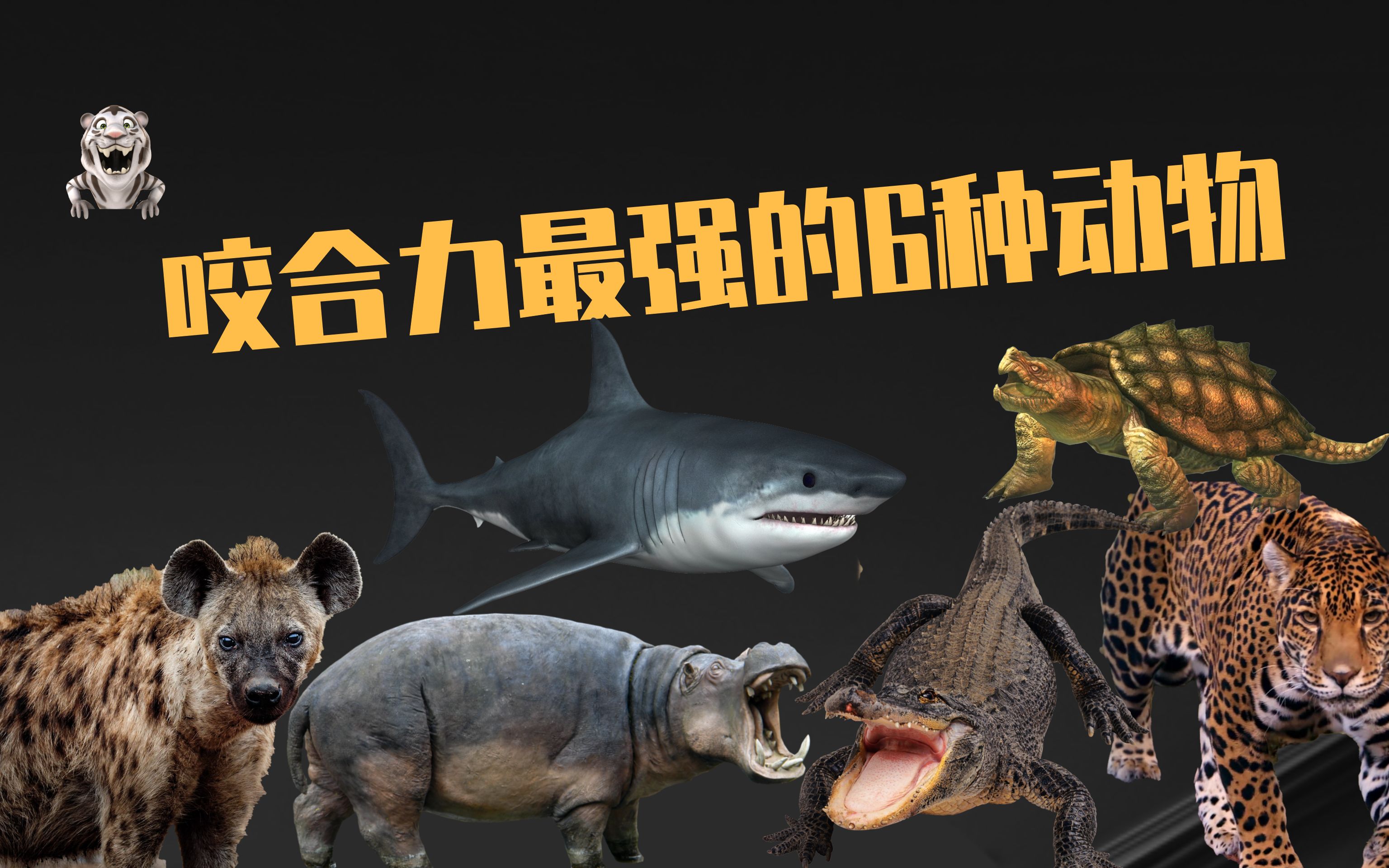 咬合力最强的6种动物,你知道以吨为单位衡量的咬合力有多恐怖吗?