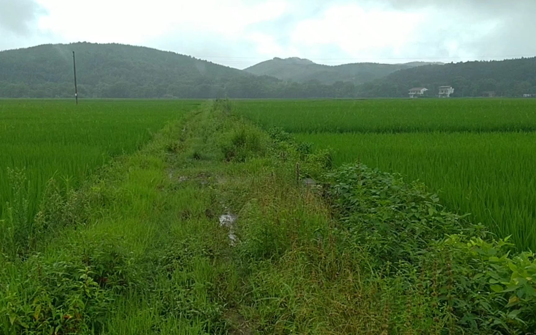 酵素生态种植第254天:下雨天,水稻禾苗生长情况