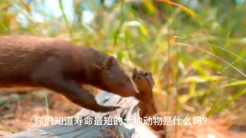 世界上寿命最短的动物排名