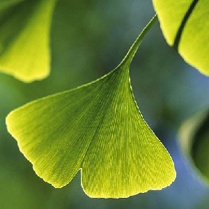 芍药-中医明师小课堂 