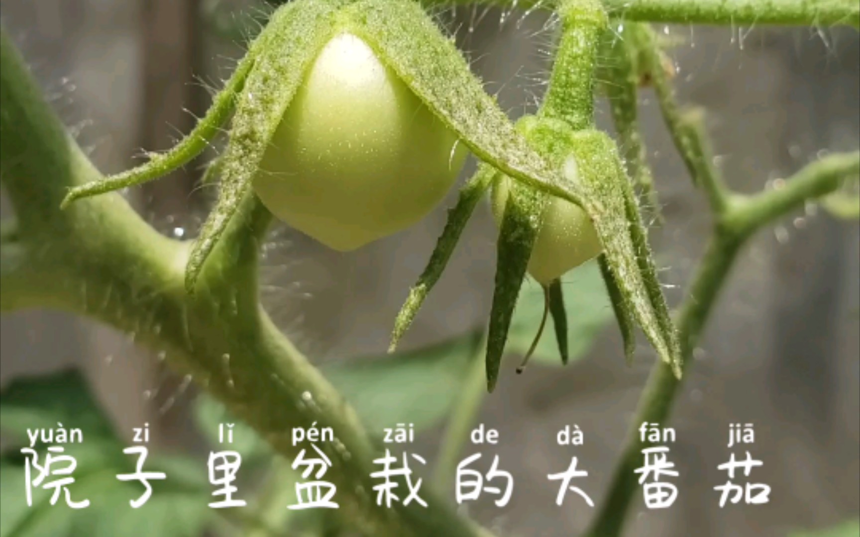 自己在院子里种植的盆栽番茄