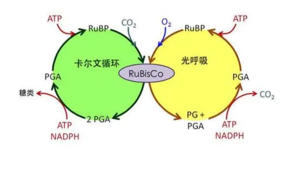 光呼吸!含义、特点、作用、意义、经典高考题!干旱、高光强、高氧...