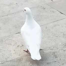 一只咕咕咕的白鸽子 