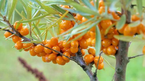 沙棘原浆别乱喝!3大禁忌5类人慎入,喝对才不白花钱