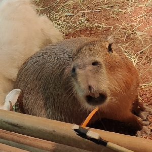 豆浆泡豆腐脑 
