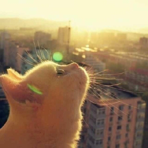 胡应心 