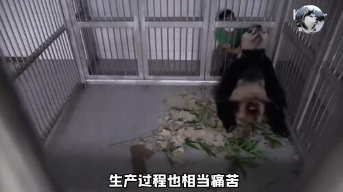 刚出生的熊猫幼崽,长得太奇怪了吧,"熊孩子"名不虚传