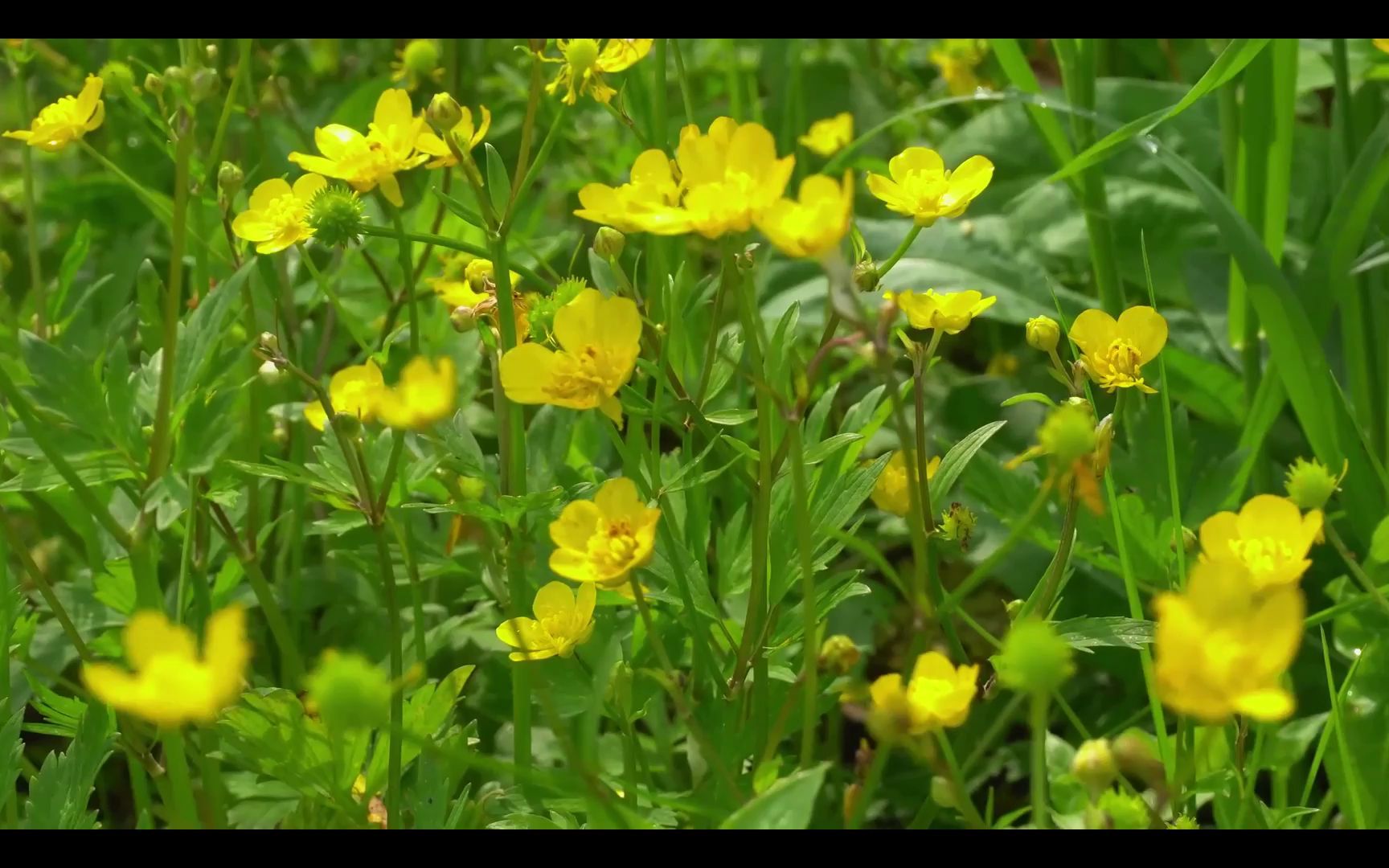 ...鸟语花香森林春天鲜花开放蜜蜂蝴蝶昆虫花园野外森林歌曲配乐LED...