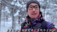 东北林场森林里各种植被,国强带你去深山林区认识一下!