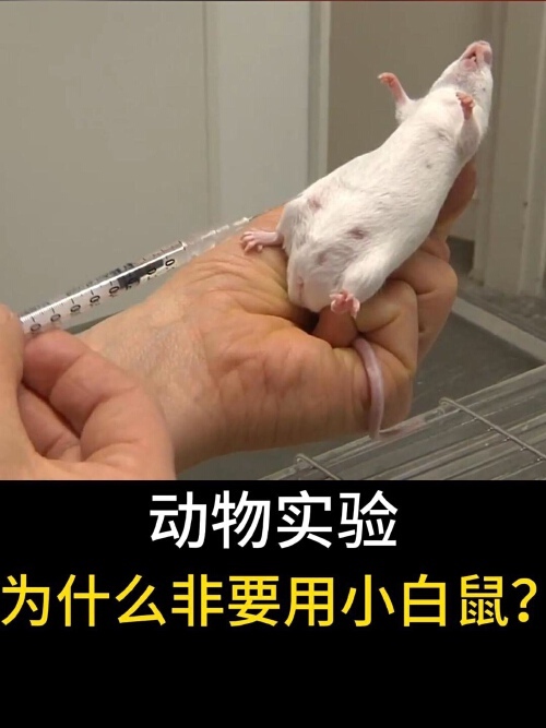 对科学贡献最大的动物,,为什么非要用?