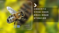 微观动物界 带你观察地面上的小型王国 第2集 蜜蜂,辛勤忙碌为谁甜?