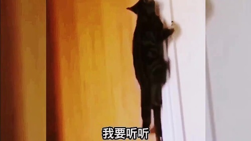 动物们的奇怪表演,竟然让我一次笑到肚子痛,真是太不可思议了!