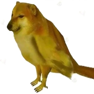 Logicdududu 