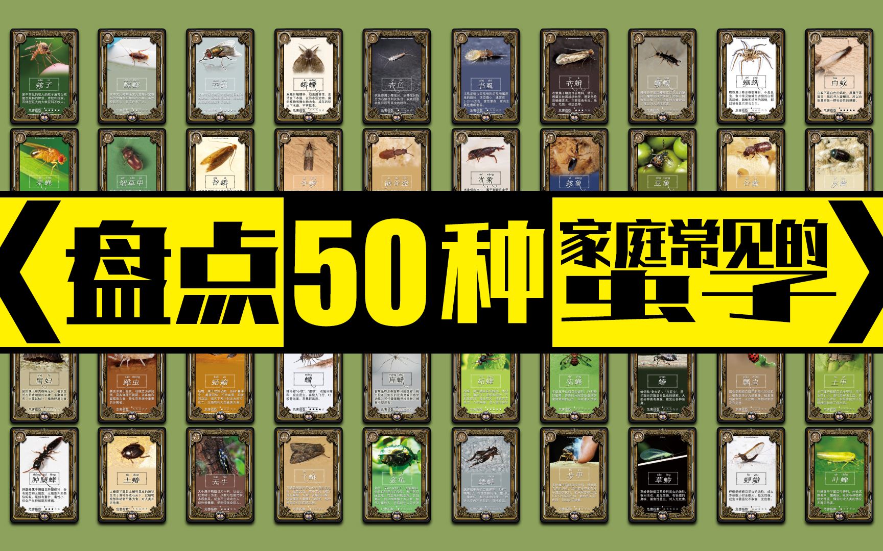盘点50种家庭常见虫子!