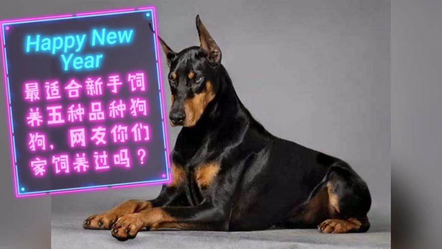 最适合新手饲养的五种品种狗,你们家养过这几种品种狗吗?