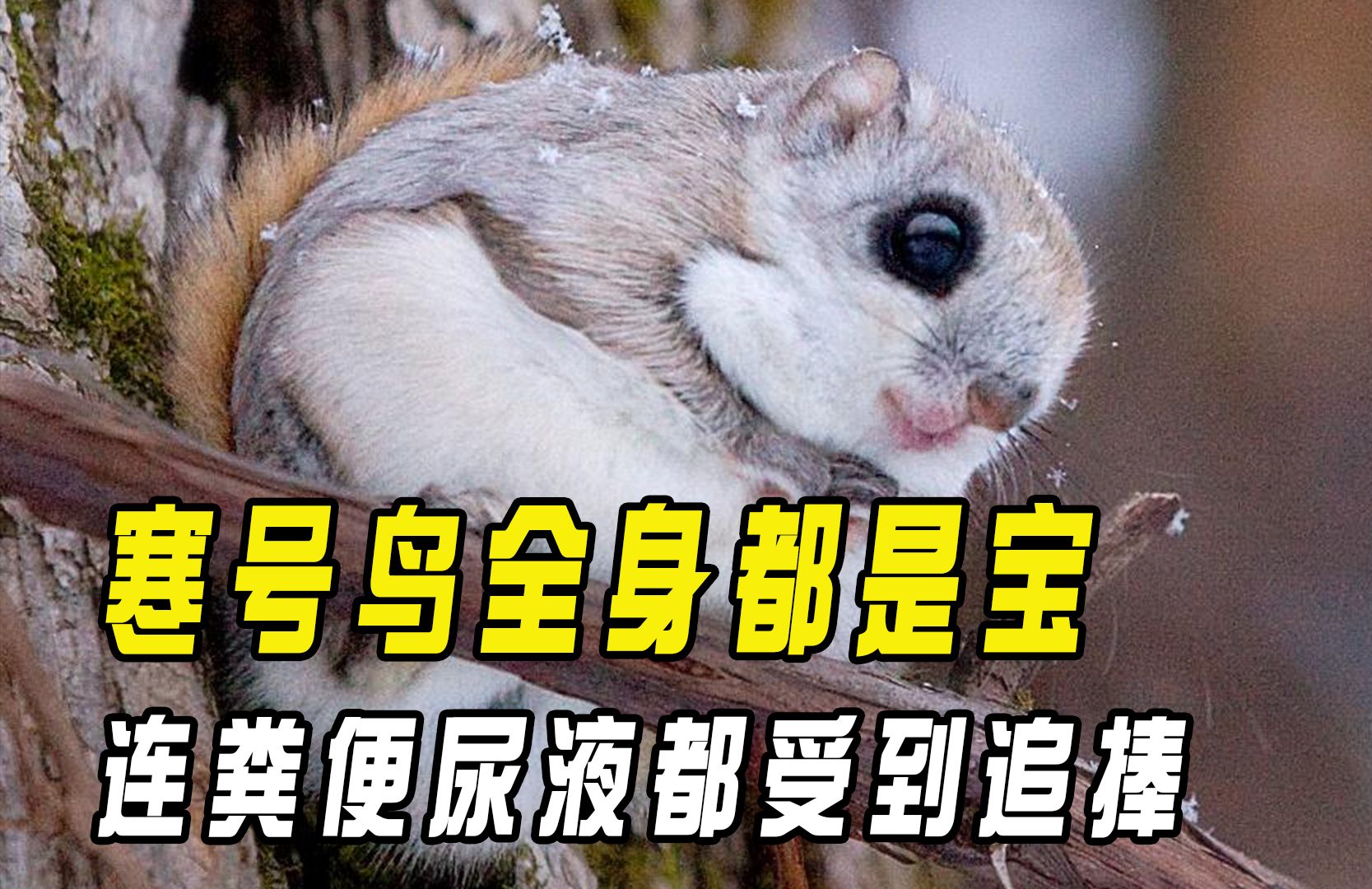 寒号鸟全身都是宝,连粪便尿液都受到追捧,它到底有多珍贵?