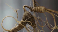 万物滋养:野山参在中国的应用已有几千年的历史,主要功效是这个