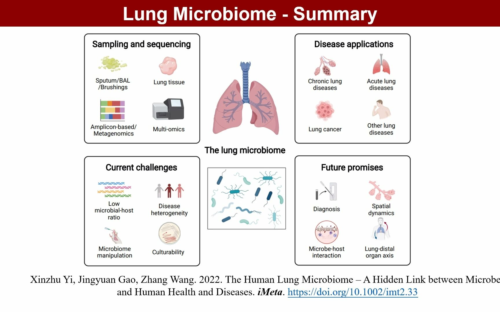 iMeta | 华南师大王璋组综述人体肺部微生物组与人类健康和疾病之间的...