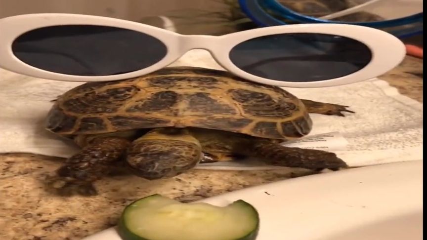 大自然很神奇:地球上各种各样的动物集锦3