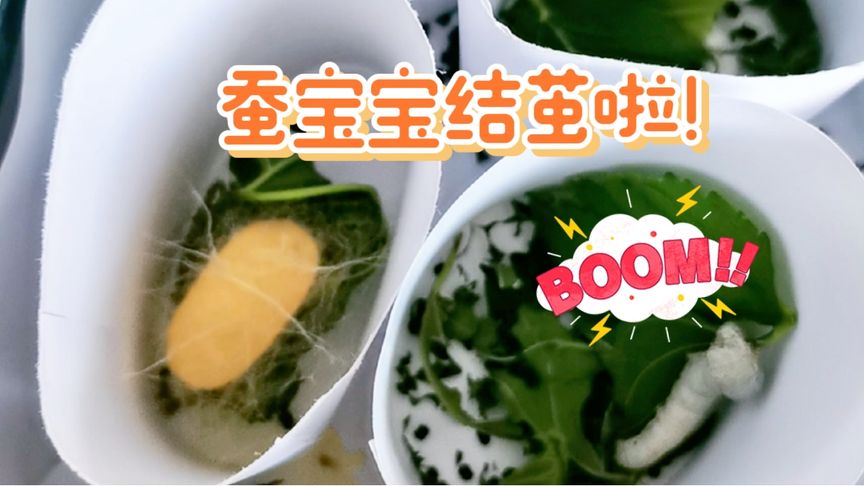 蚕宝宝的一生。20天跟着看了。结茧的这一刻还是被震惊到了ߑ�ߑ