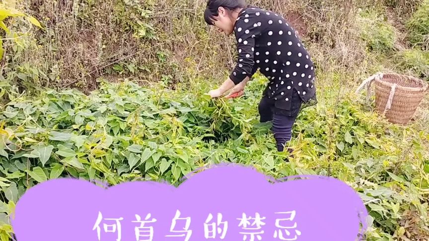 农村很常见的何首乌,没想到何首乌还有这么多的功效?