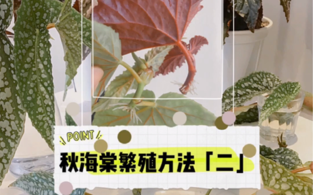 竹节类秋海棠繁殖水培法「一盆变多盆」水培大法好,春天来啦快些让...