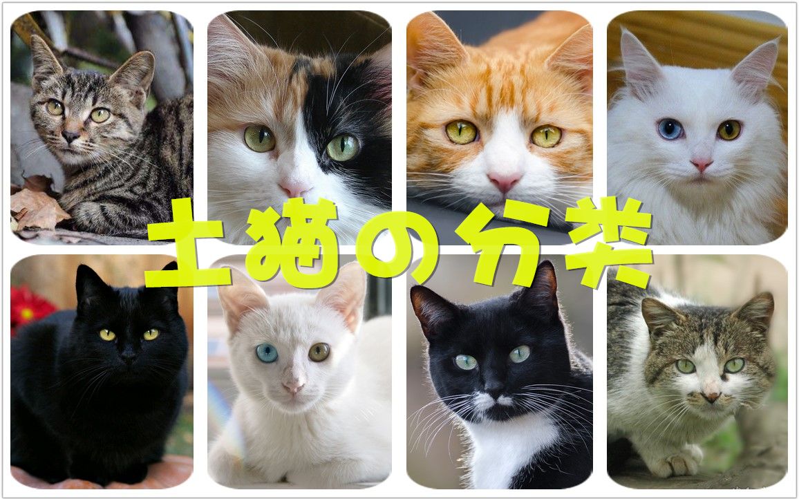 【科普】超详细!土猫の分类最全攻略!适合新手养の土猫类别推荐!猫奴...